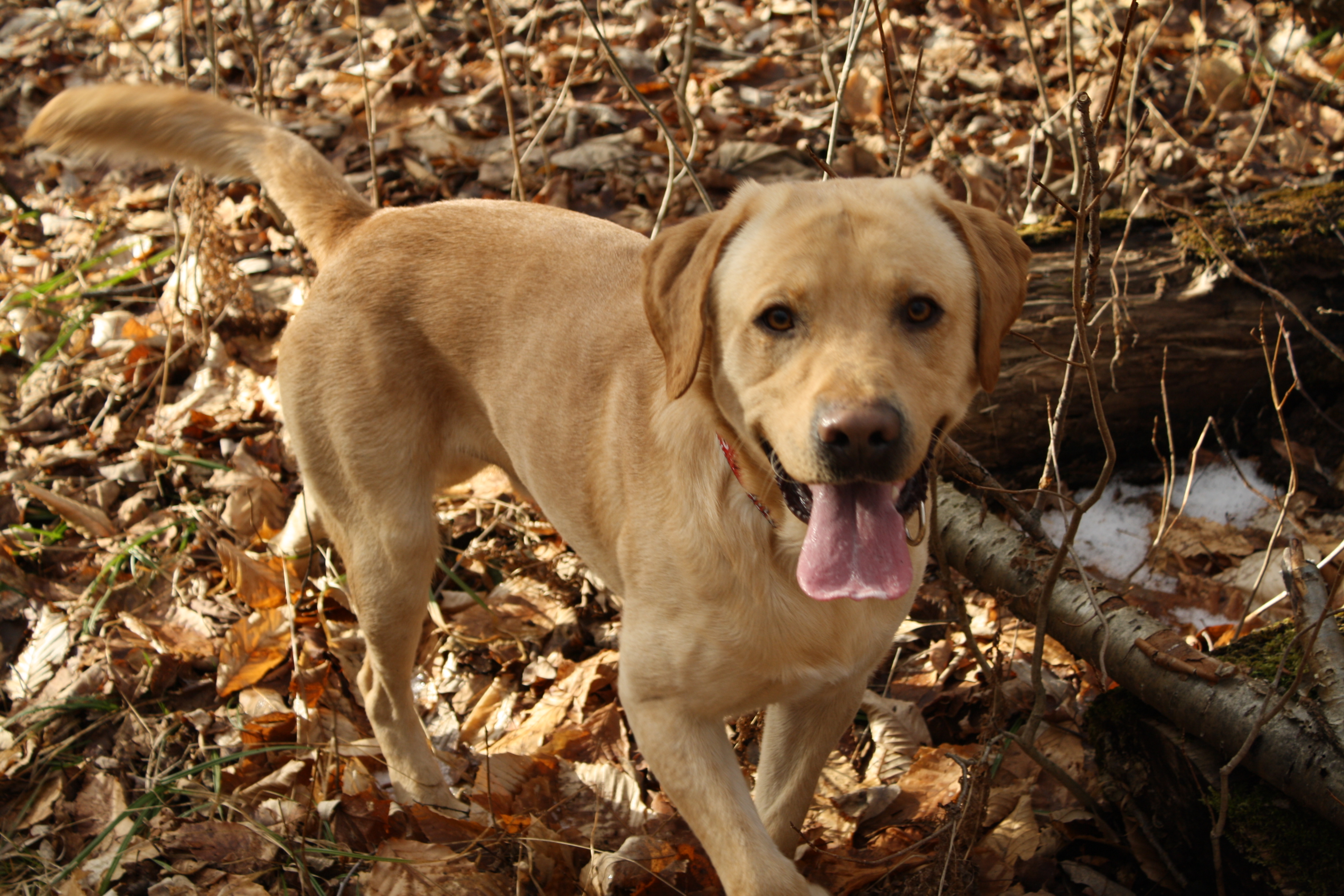 The Autostraddle Guide to Adopting Your Furry Best Friend: Dog Edition ...