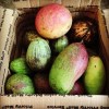 Get Baked: You Can Never Have Too Many Mangoes | Autostraddle