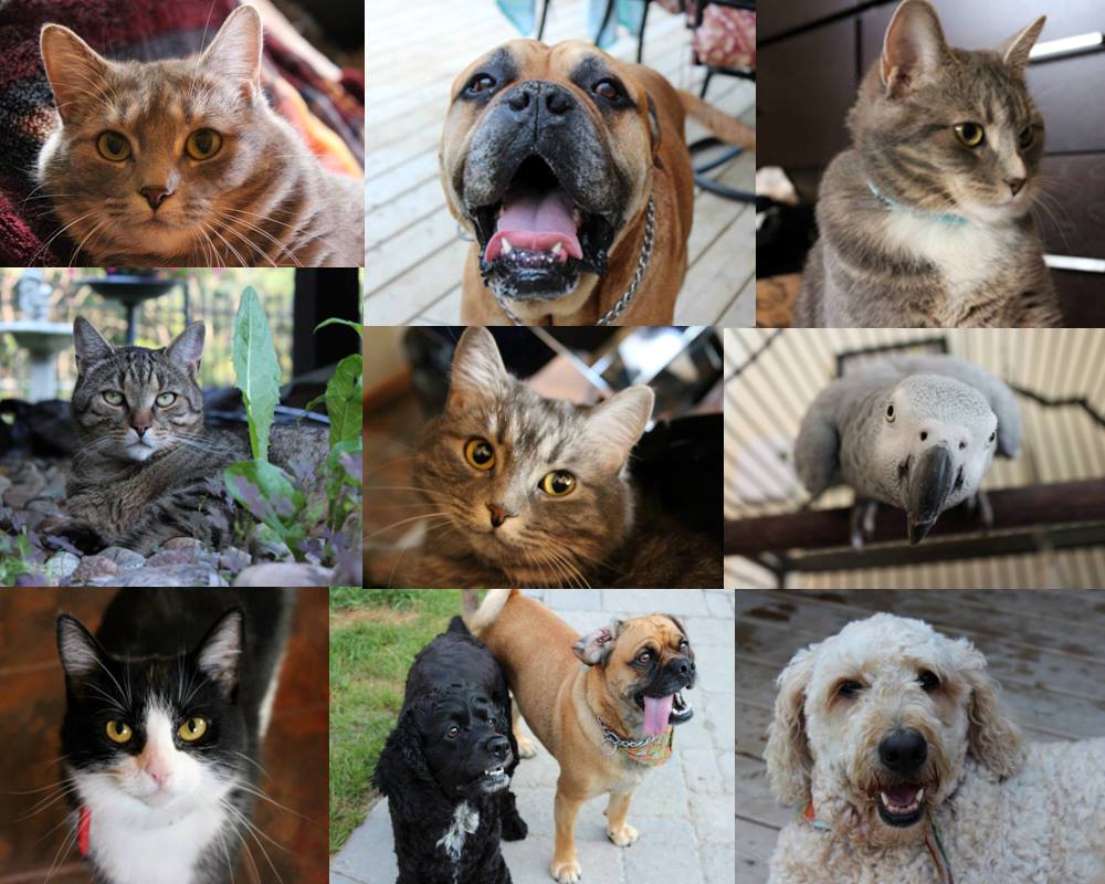 Almost Famous: Dollhouse Riot | Autostraddle