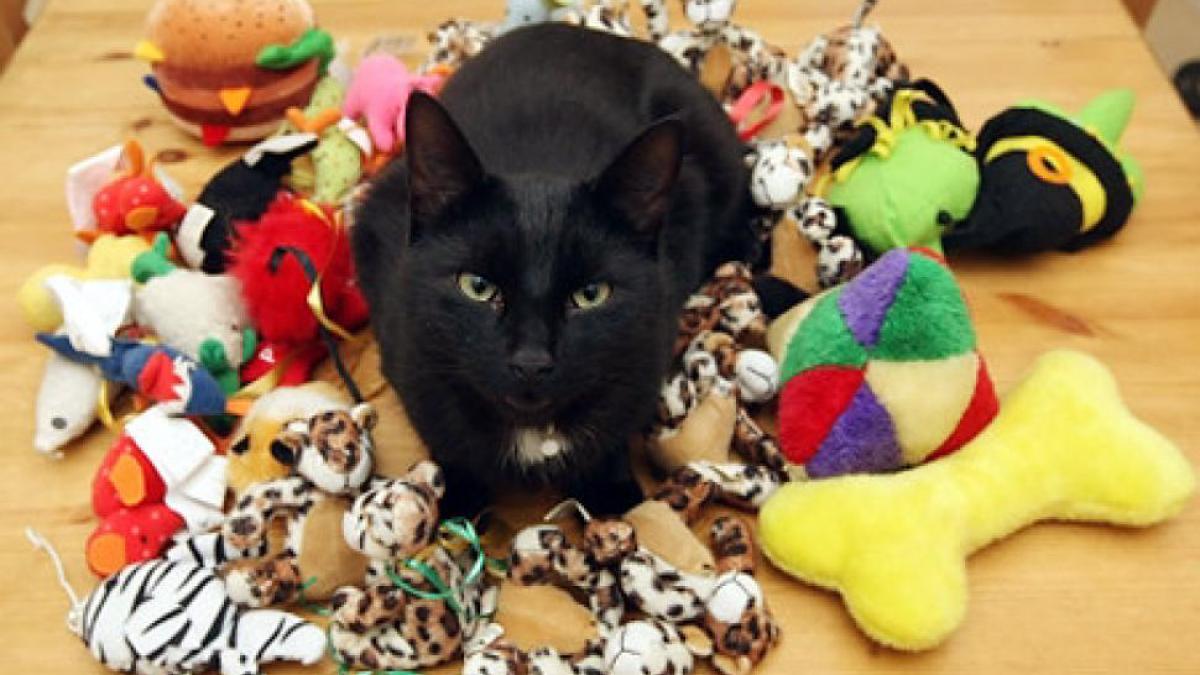 Top 10 Weirdo Things I Collect Like a Weirdo | Autostraddle