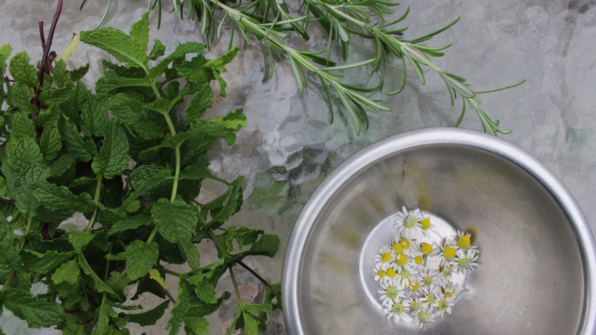 This Is How We Do It: Drying and Preserving Herbs | Autostraddle