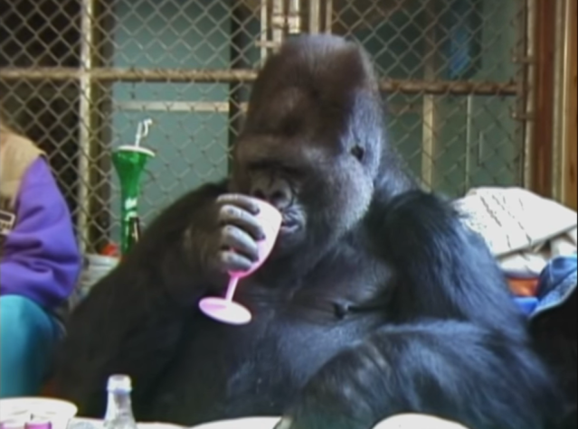 How Koko the Gorilla Describes Some Words Will Ruin You | Autostraddle