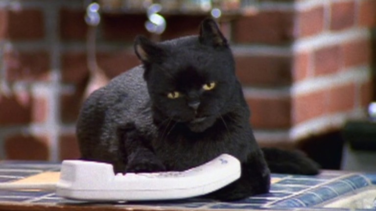 Fictional Cats, Ranked | Autostraddle