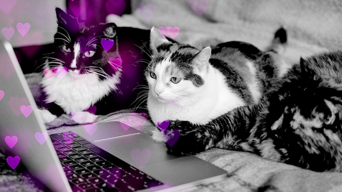 35 Cats to Follow on Twitter in 2022 | Autostraddle