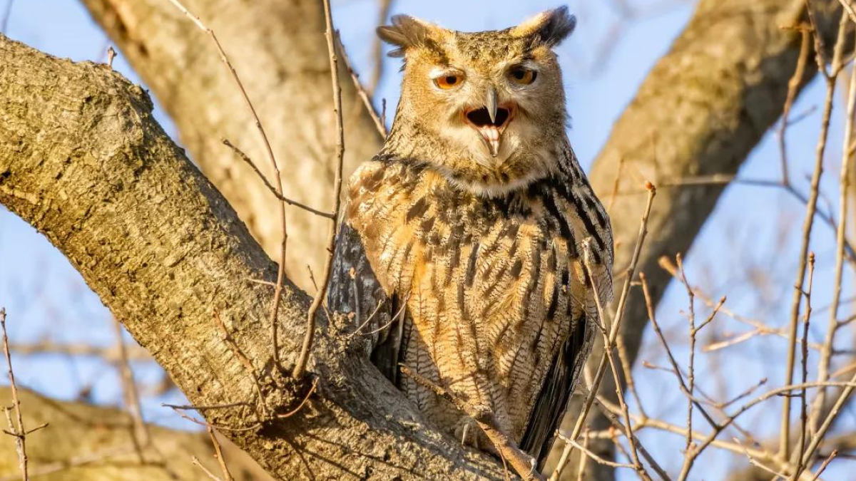 Famous Animals Who Are Queer Icons Because We Said So | Autostraddle