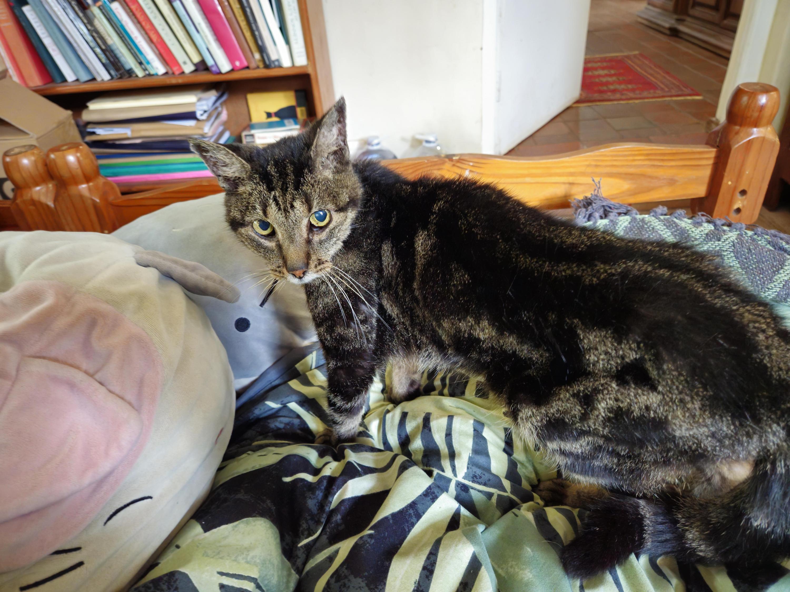 How I Grieved for a Cat Over Long Distance | Autostraddle